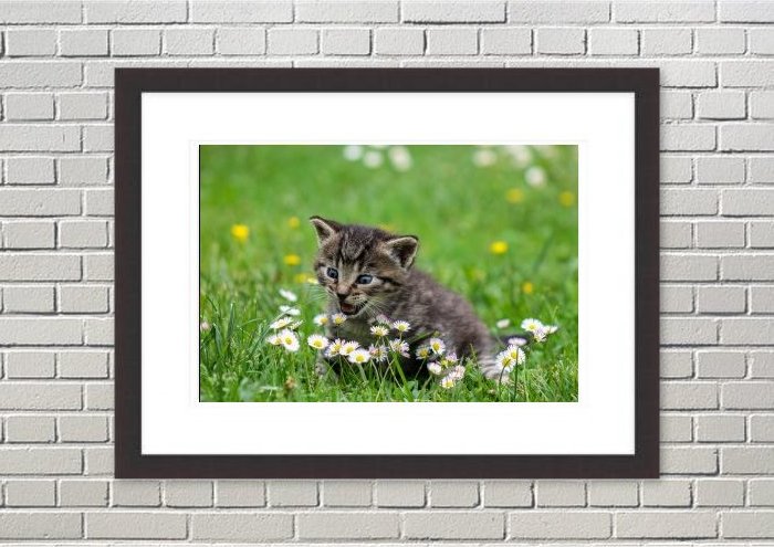 Framed Wall Art Prints | Framed Art Print | Cute Kitten